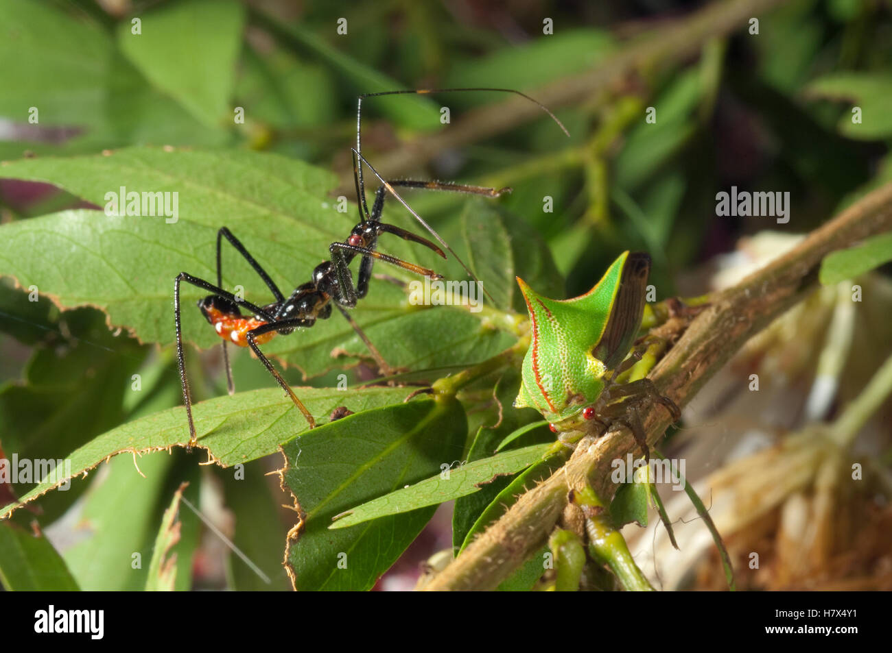 Treehopper (Umbonia sp) female defending eggs against Assassin Bug ...