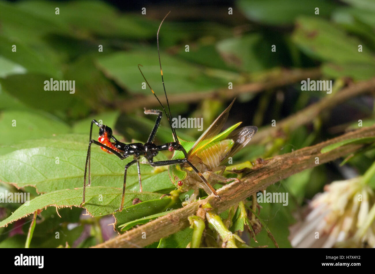 Treehopper (Umbonia sp) female defending eggs against Assassin Bug ...