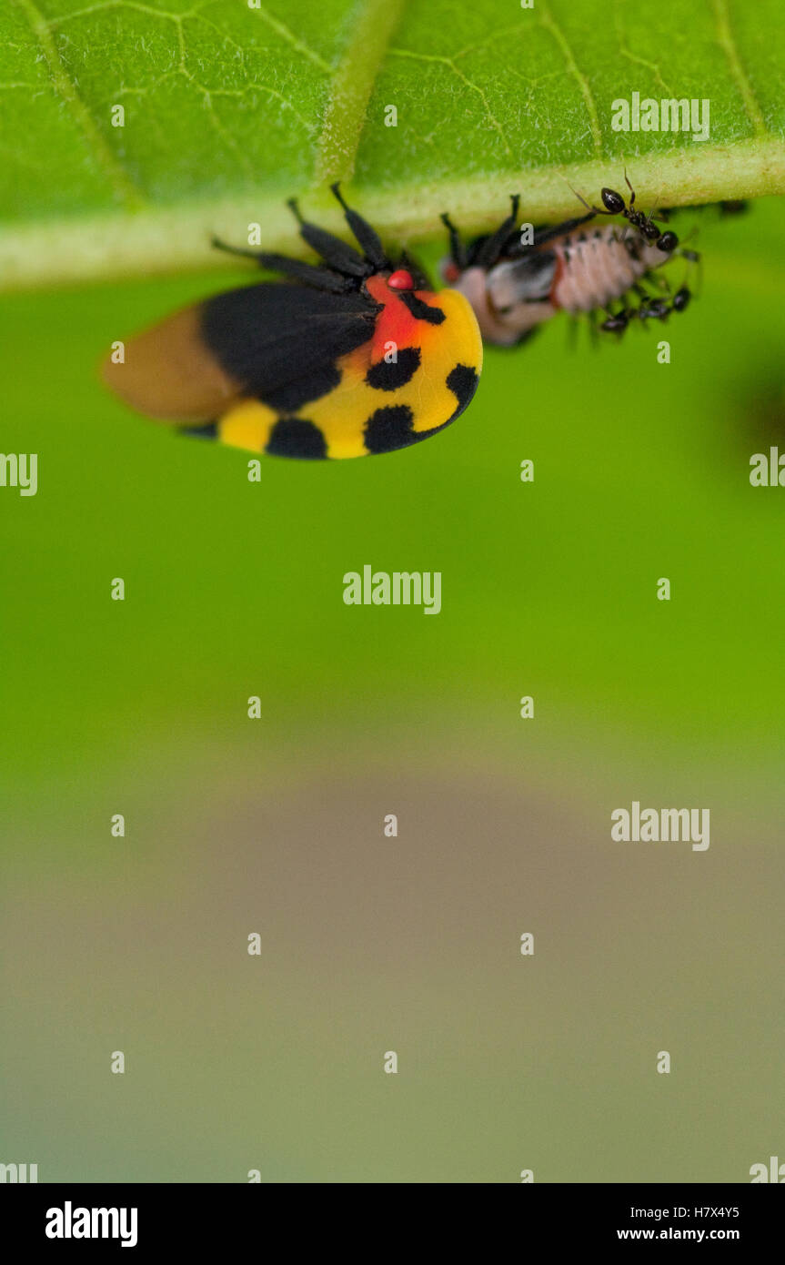 Mexican Treehopper (Membracis mexicana) with ants, Ecuador Stock Photo ...
