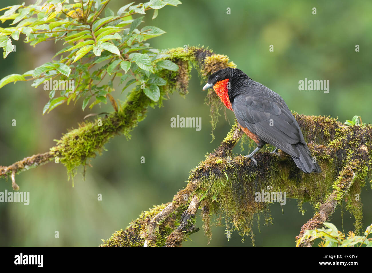 Red-ruffed Fruitcrow (Pyroderus scutatus), Colombia Stock Photo - Alamy