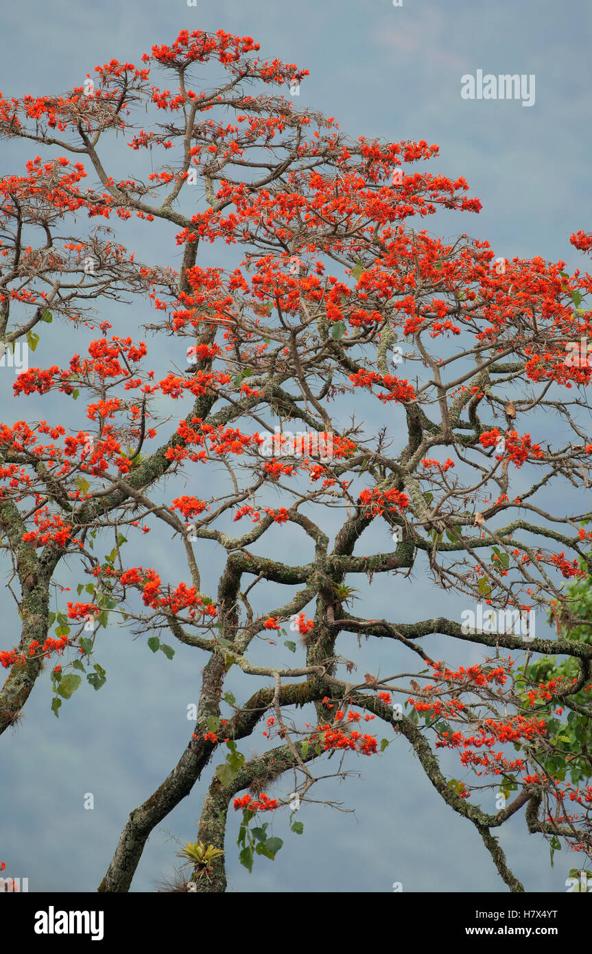 Coral Tree (Erythrina sp) flowering, Magdalena River Valley, Colombia ...