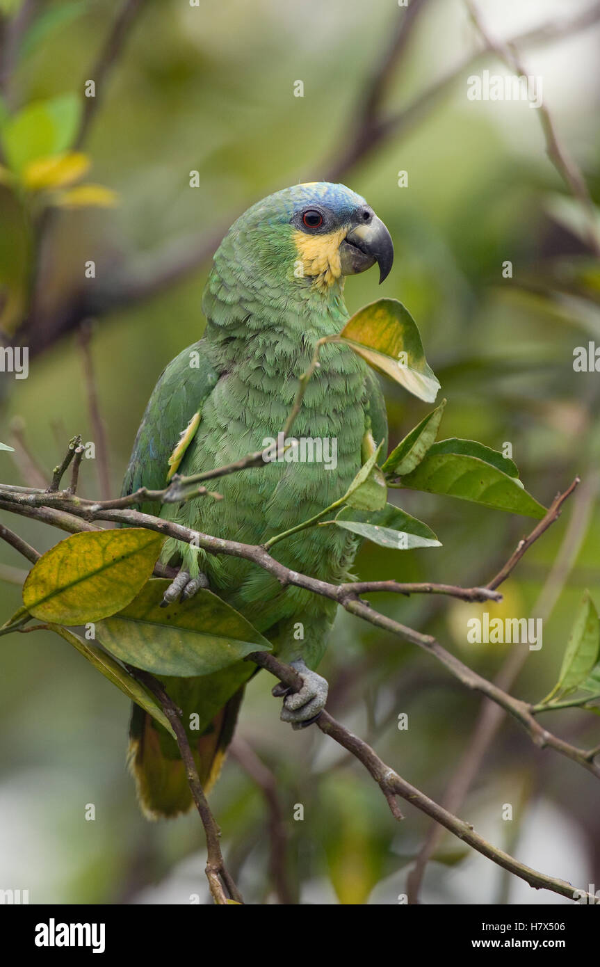 Orange-winged Parrot (Amazona amazonica), Colombia Stock Photo - Alamy
