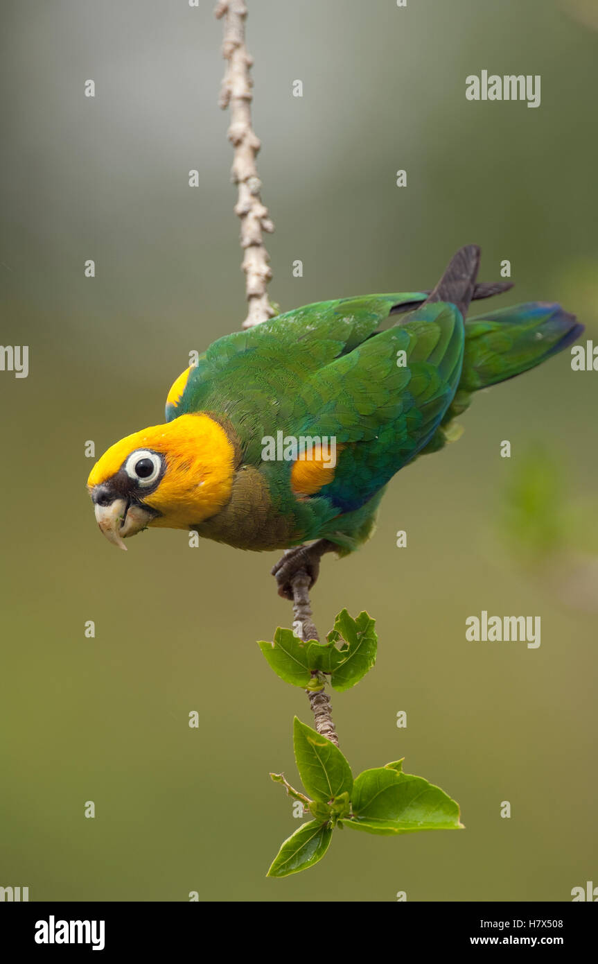 Saffron-headed Parrot (Pionopsitta pyrilia), Colombia Stock Photo - Alamy