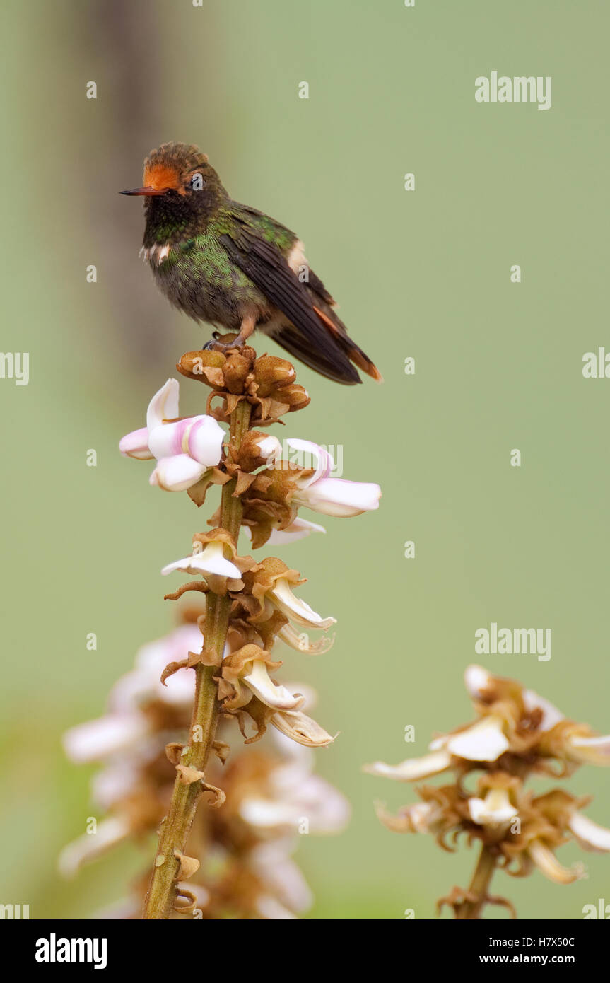 Rufous-crested Coquette (Lophornis delattrei) hummingbird female ...