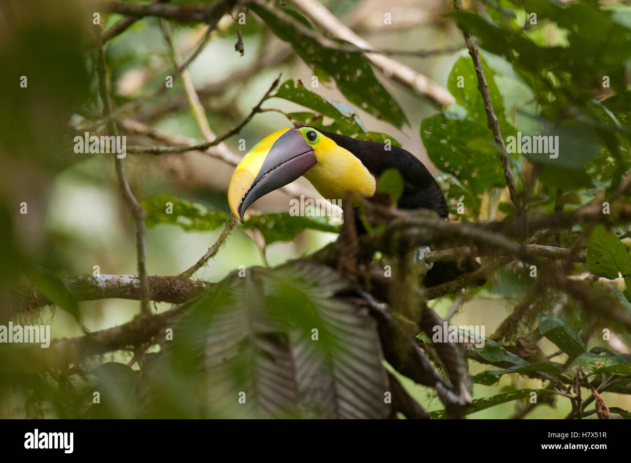 Chestnut-mandibled Toucan (Ramphastos swainsonii), Ecuador Stock Photo ...
