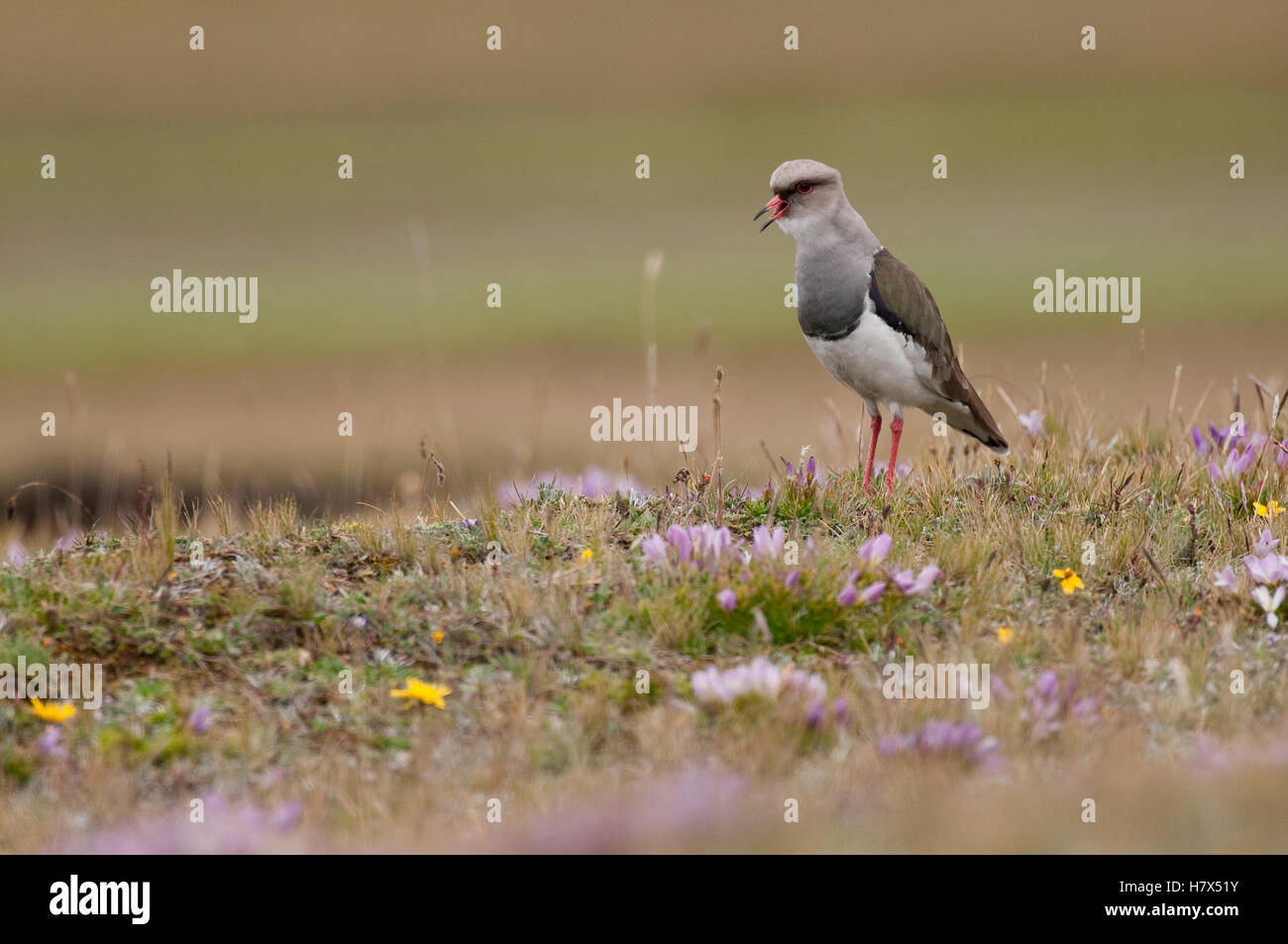 Andean Lapwing (Vanellus resplendens) calling, Ecuador Stock Photo - Alamy