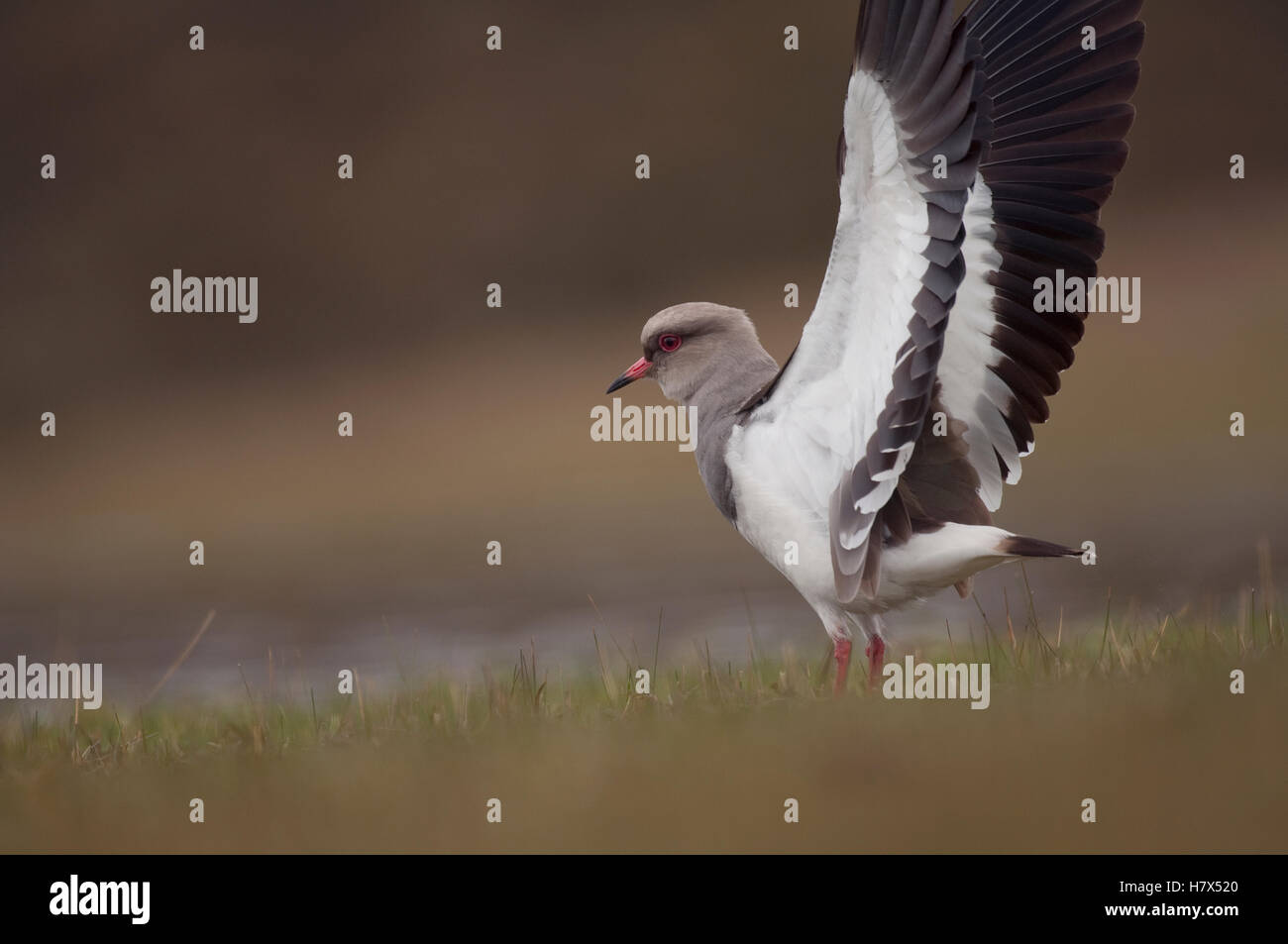 Andean Lapwing (Vanellus resplendens) stretching wings, Ecuador Stock ...