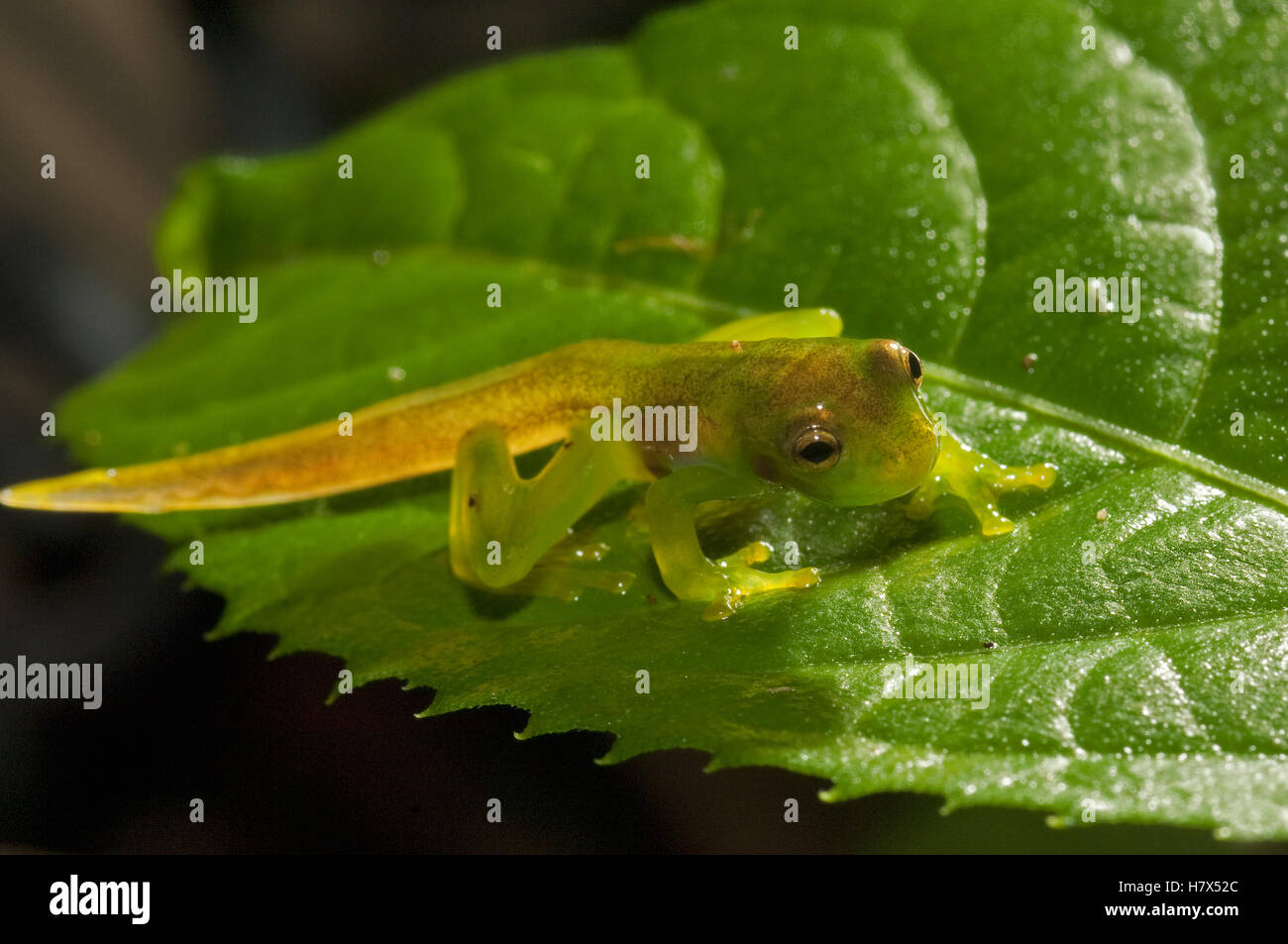 Tree Frog (Hylidae) froglet with tail and developed back legs, Ecuador ...