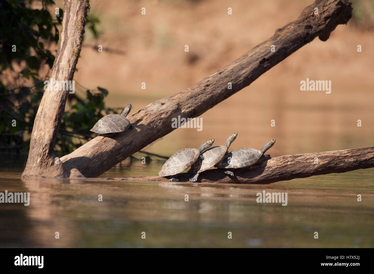 Yellow-spotted Amazon River Turtle (Podocnemis unifilis) group basking ...