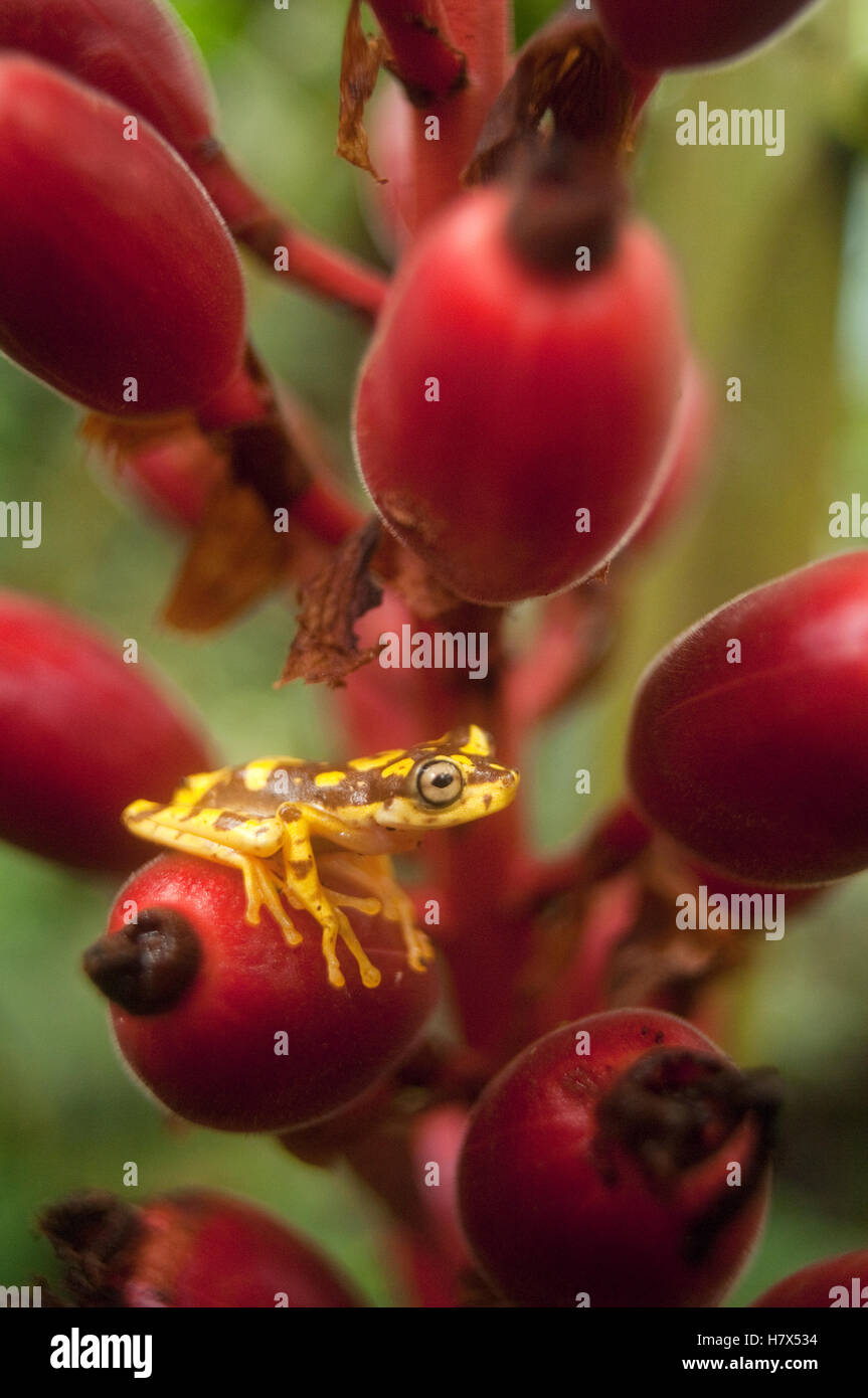 Chachi Tree Frog (Hypsiboas picturatus), Ecuador Stock Photo - Alamy
