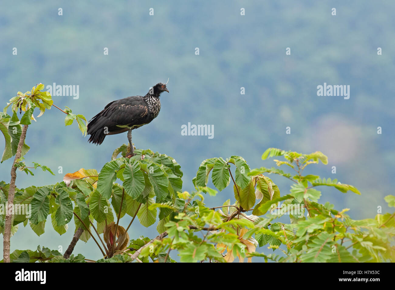 Horned Screamer (Anhima cornuta), Ecuador Stock Photo - Alamy