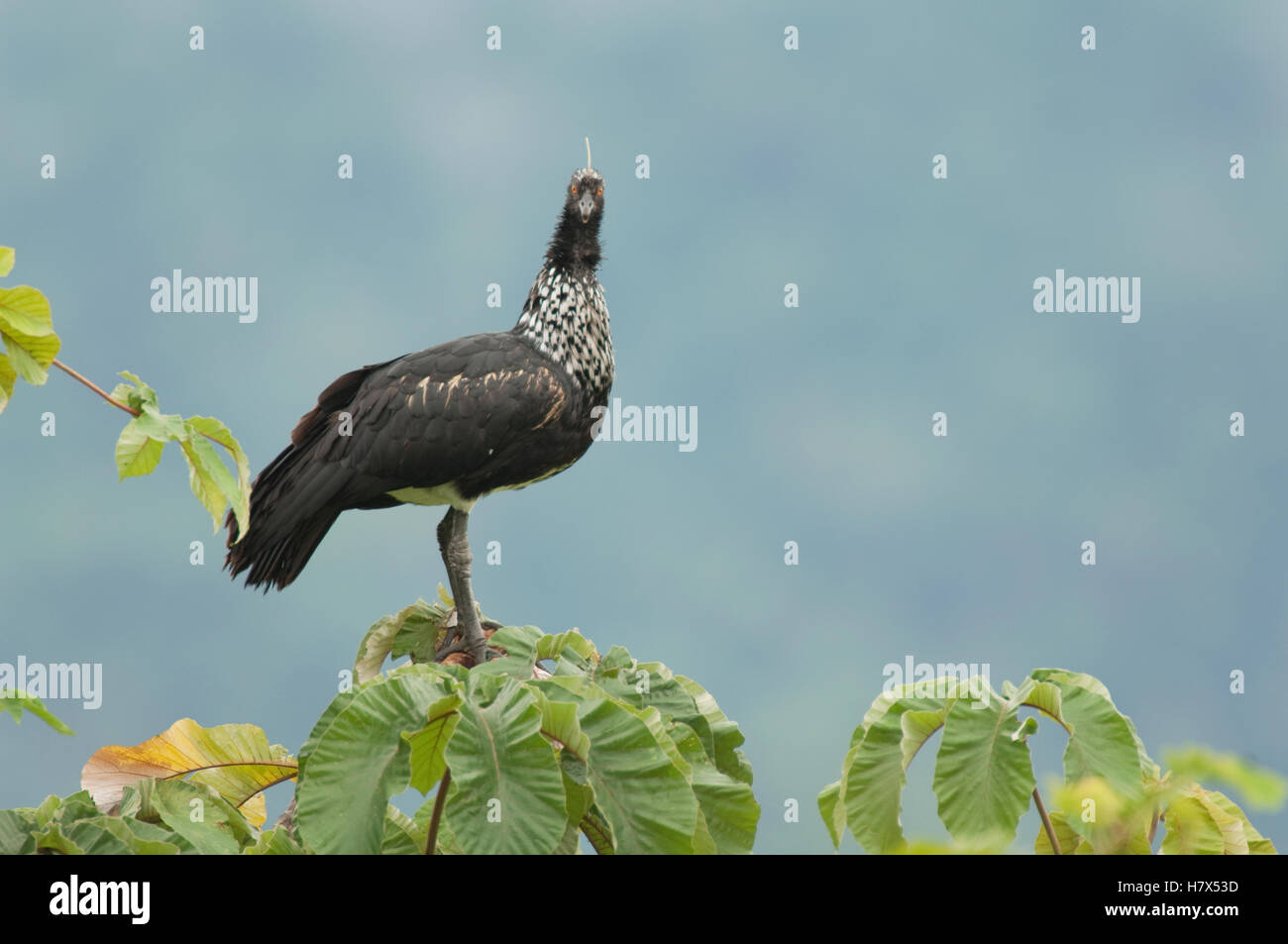 Horned Screamer (Anhima cornuta), Ecuador Stock Photo - Alamy