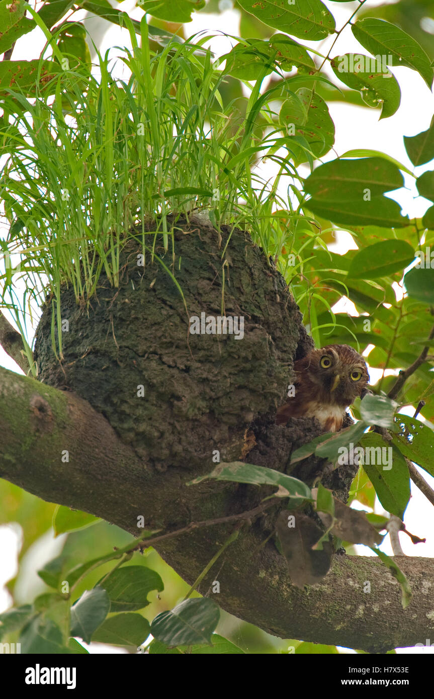 Peruvian Pygmy-Owl (Glaucidium peruanum) peeking out of mud nest ...