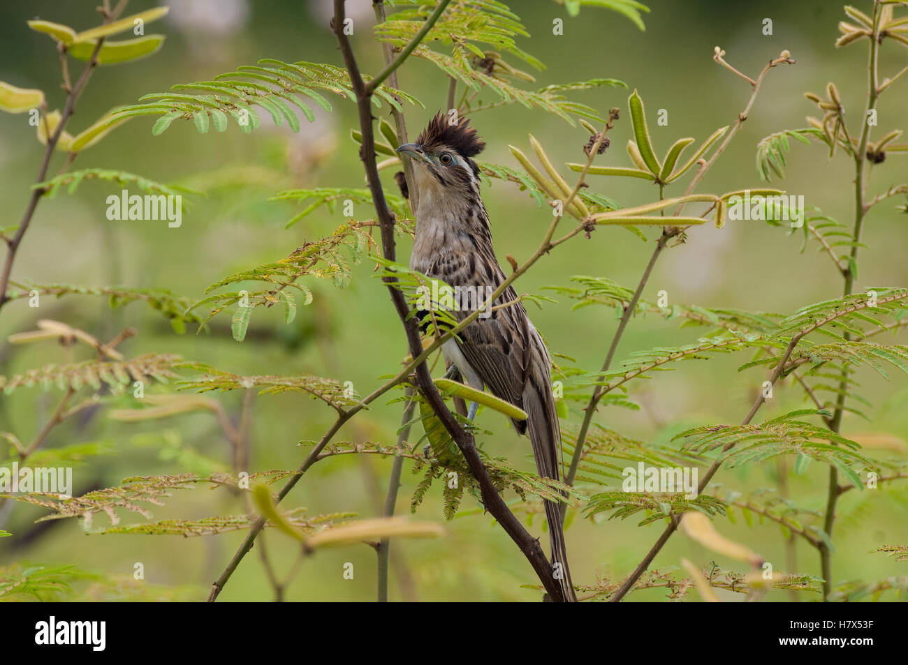 Striped Cuckoo (Tapera naevia), Ecuador Stock Photo - Alamy