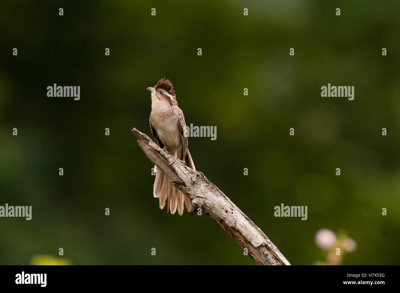 Striped Cuckoo (Tapera naevia), Ecuador Stock Photo - Alamy