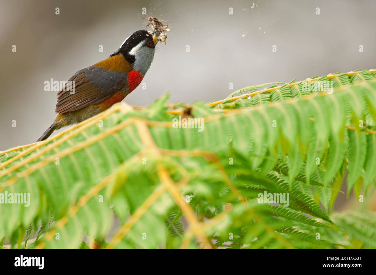 Toucan Barbet (Semnornis ramphastinus) eating insect, Ecuador Stock ...