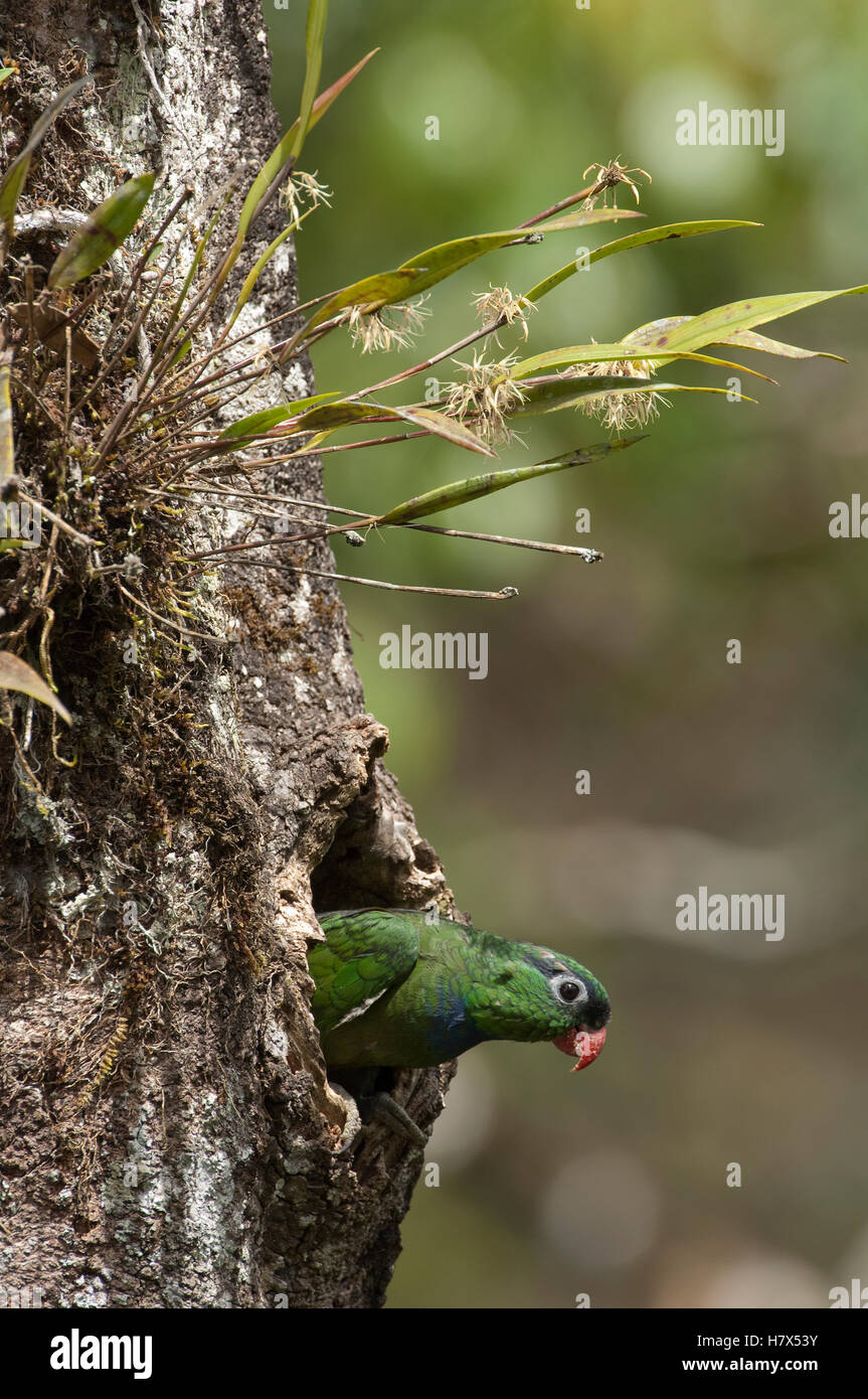 Red-billed Parrot (Pionus sordidus) emerging from nest cavity, Ecuador ...