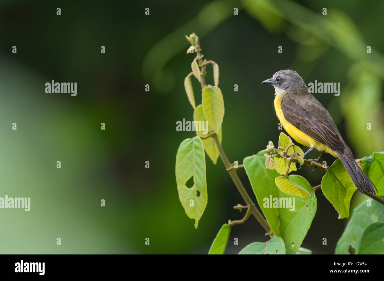 Grey-capped Flycatcher (Myiozetetes granadensis), Ecuador Stock Photo ...