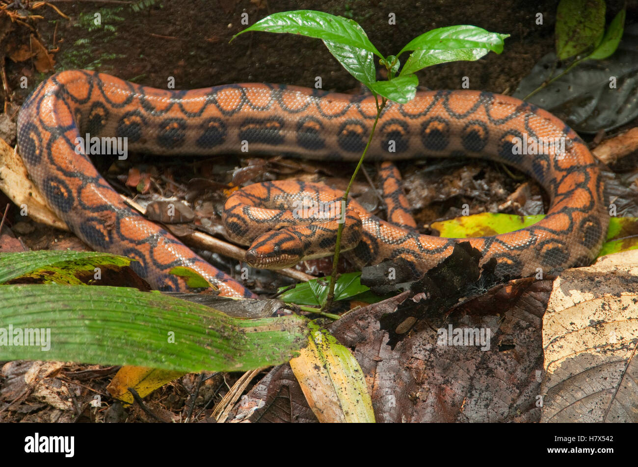 Rainbow Boa (Epicrates cenchria) in leaf litter, Amazon, Ecuador Stock ...