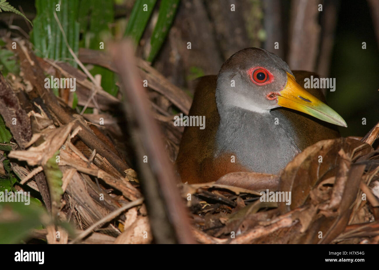 Grey-necked Wood-rail (Aramides cajanea) on nest, Amazon, Ecuador Stock ...