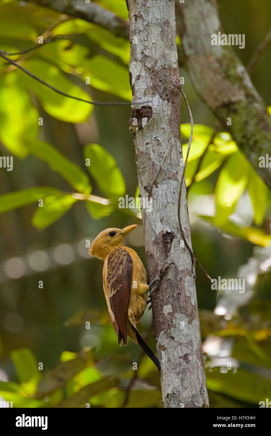 Cream-colored Woodpecker (Celeus flavus) female clinging to tree ...