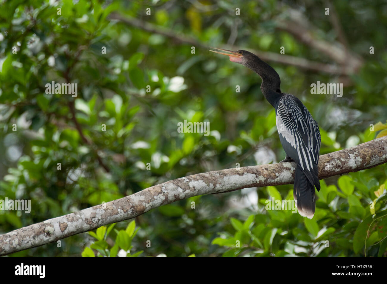 American Darter (Anhinga anhinga) male, Ecuador Stock Photo - Alamy