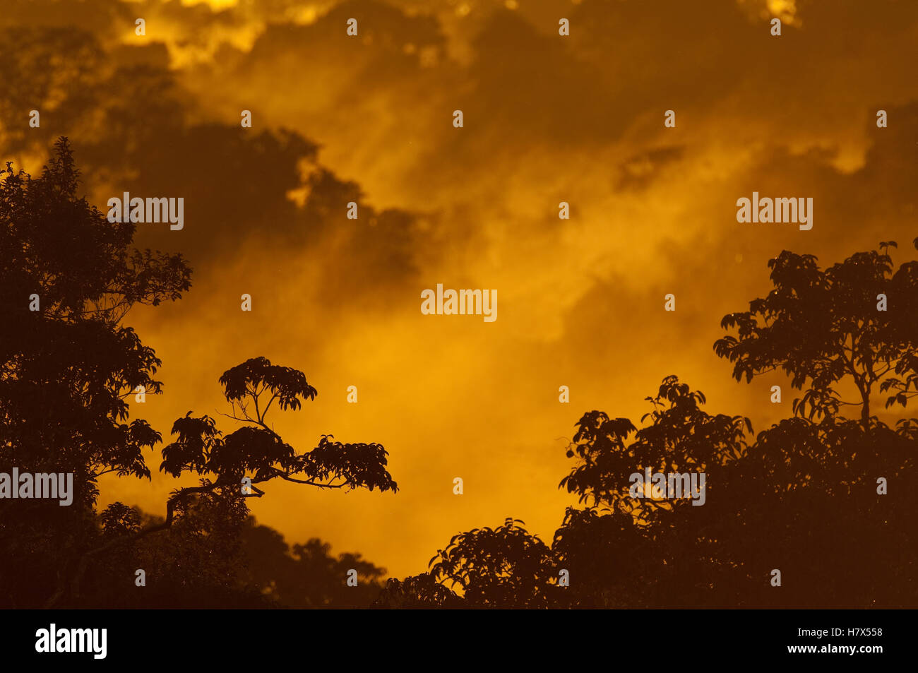 Sunset over rainforest, Amazon, Ecuador Stock Photo - Alamy