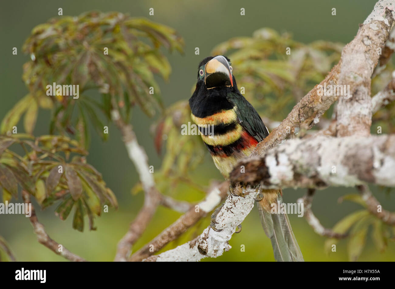 Many-banded Aracari (Pteroglossus pluricinctus), Amazon, Ecuador Stock ...
