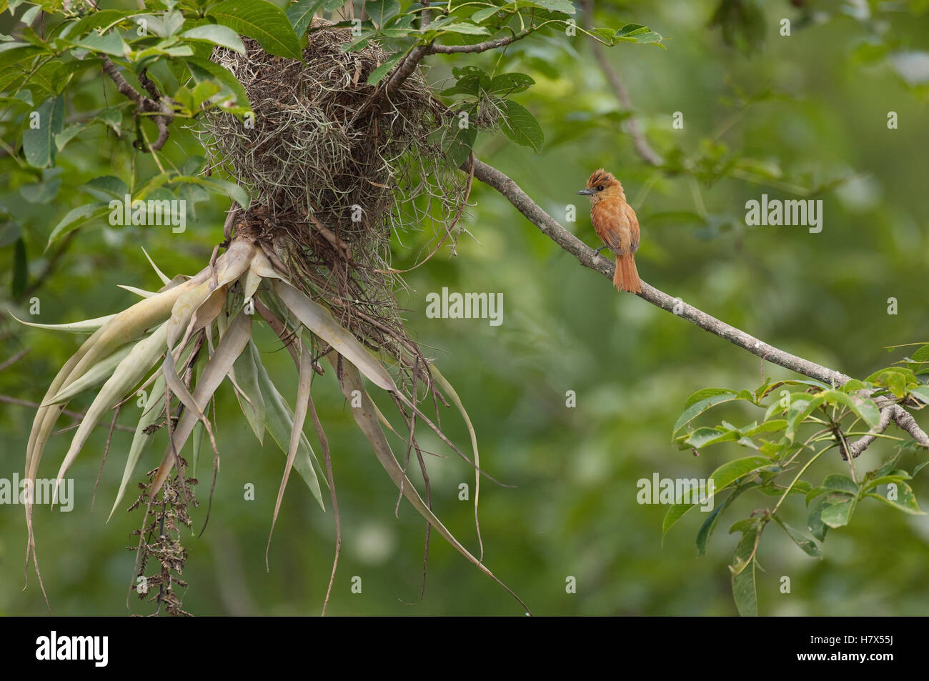 One-colored Becard (Pachyramphus homochrous) female at nest, Ecuador ...