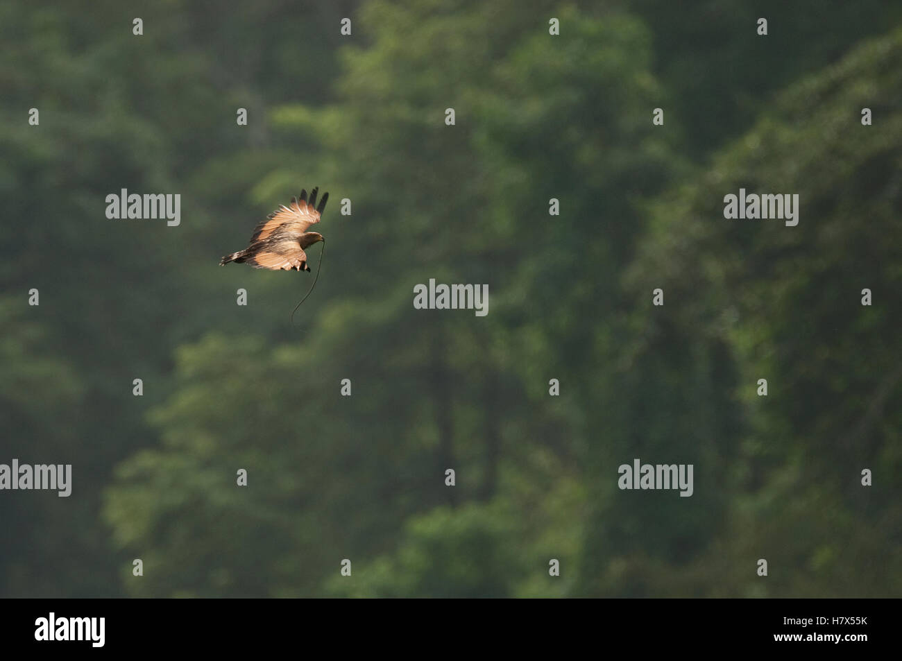 Savannah Hawk (Buteogallus meridionalis) flying and carrying prey ...