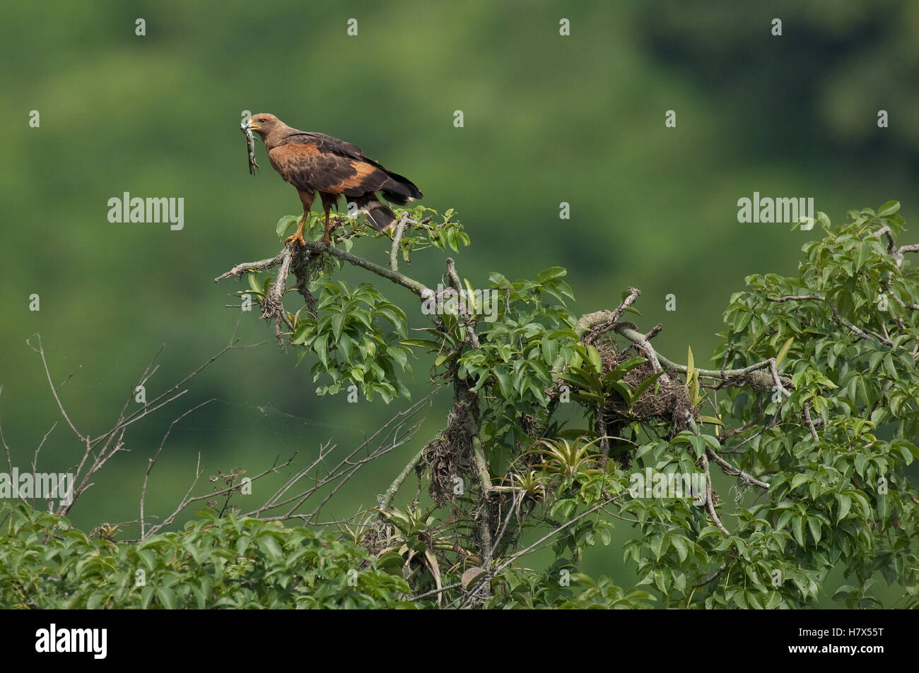 Savannah Hawk (Buteogallus meridionalis) with prey, Ecuador Stock Photo ...