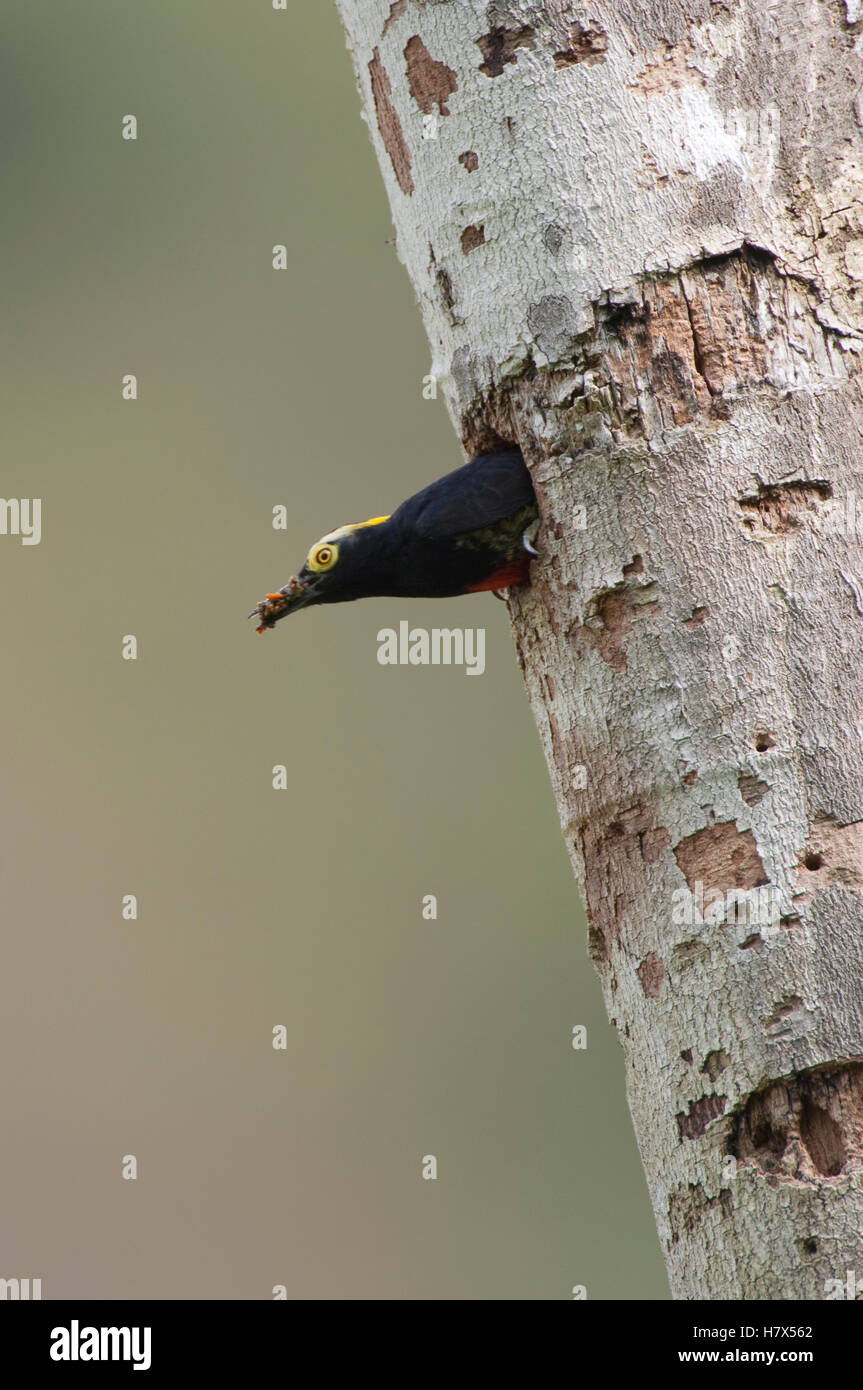 Yellow-tufted Woodpecker (Melanerpes cruentatus) female emerging from ...