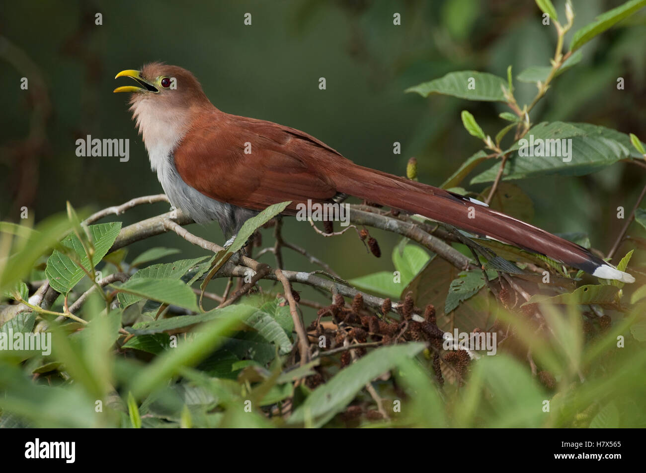 Squirrel Cuckoo (Piaya cayana) calling, Ecuador Stock Photo - Alamy