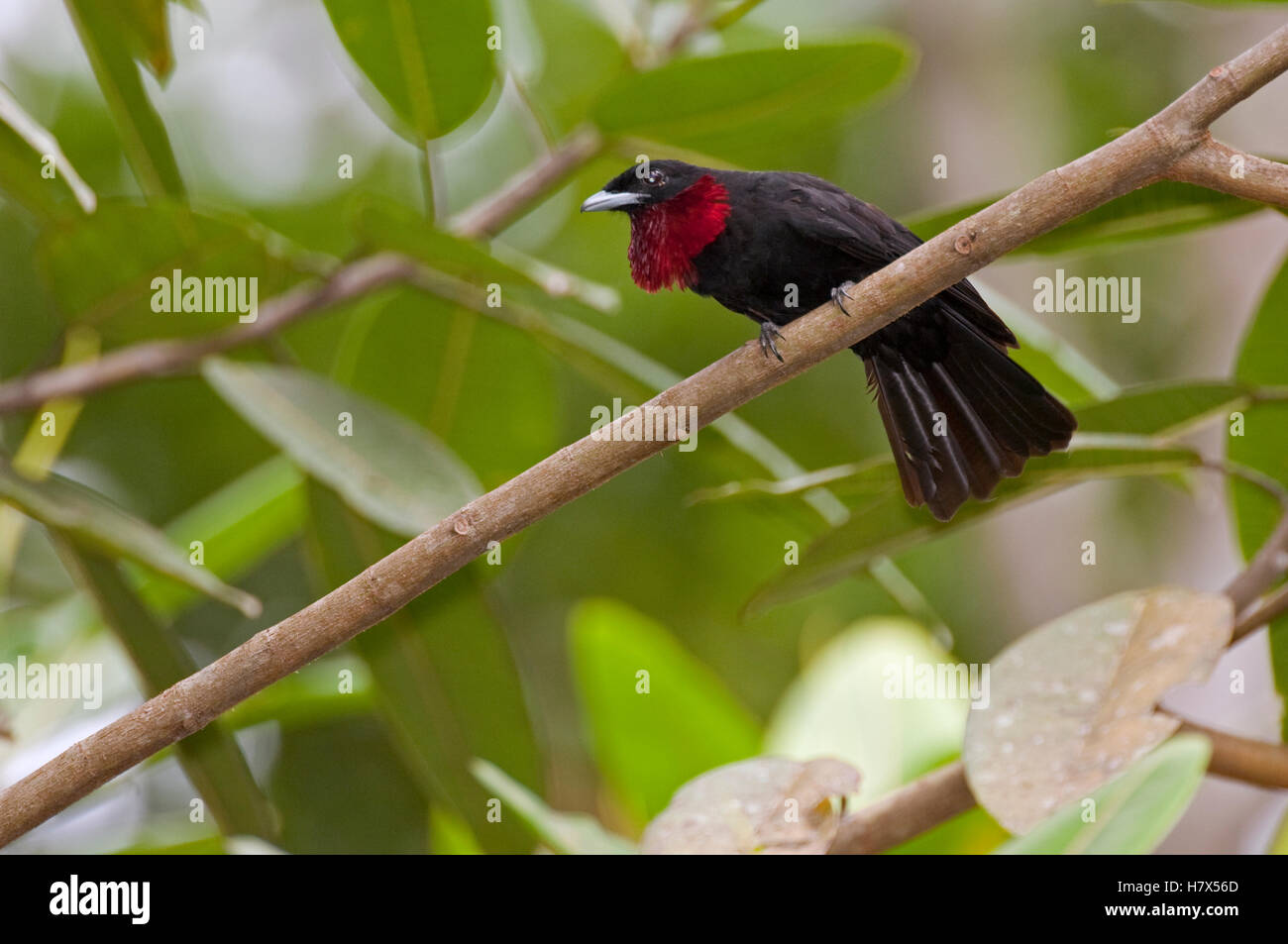 Purple-throated Fruitcrow (Querula purpurata) male, Ecuador Stock Photo ...