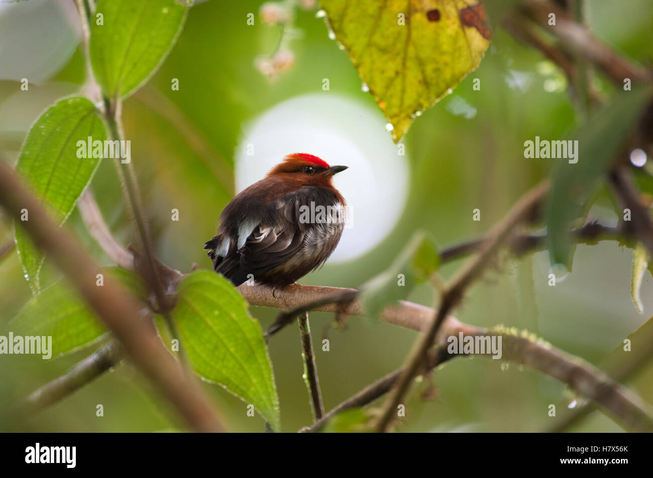 Club-winged Manakin (Machaeropterus deliciosus) male, Ecuador Stock ...
