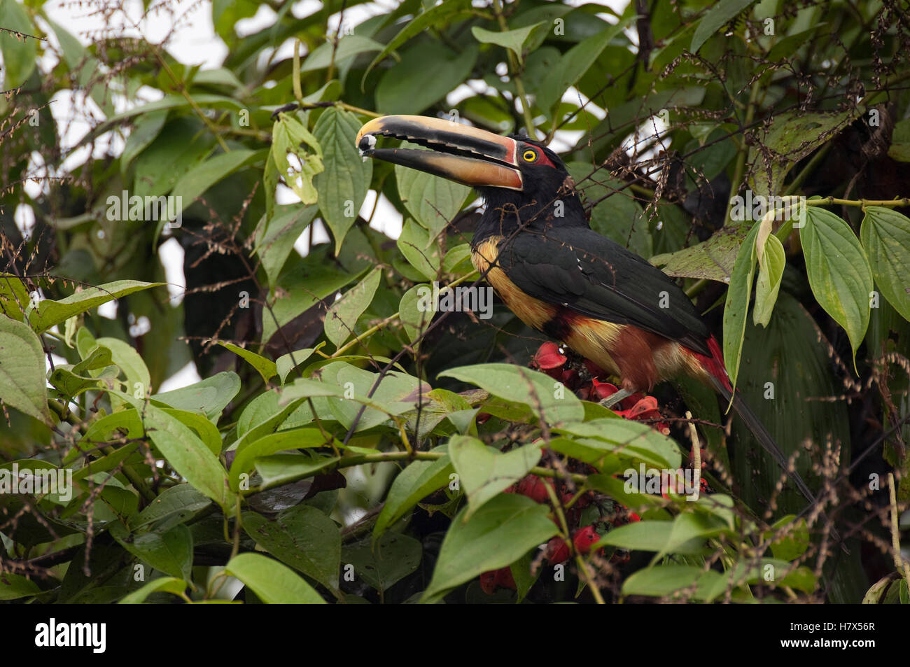 Collared Aracari (Pteroglossus torquatus) feeding on fruit, Ecuador ...