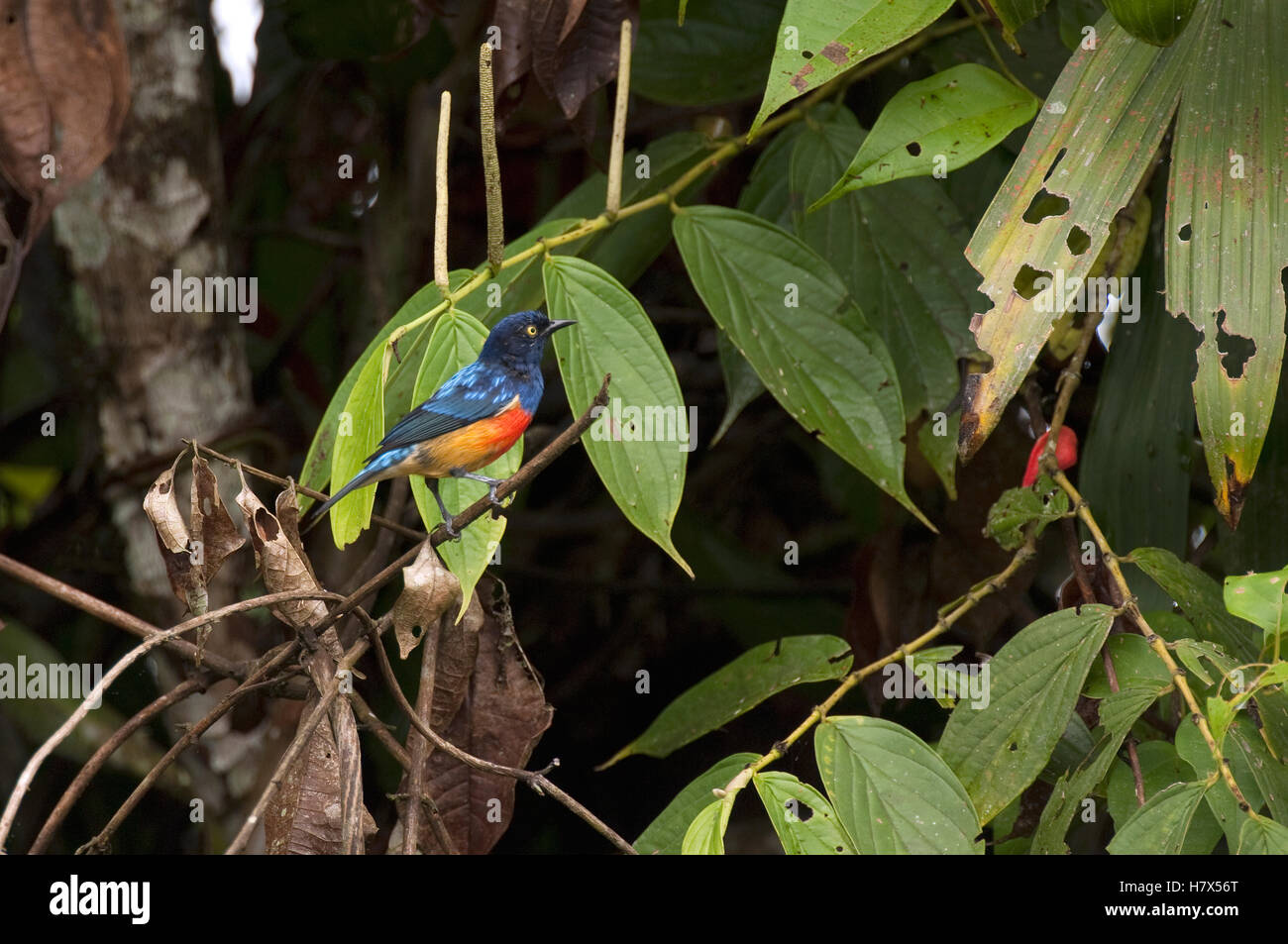 Scarlet-breasted Dacnis (Dacnis berlepschi) male, Ecuador Stock Photo ...