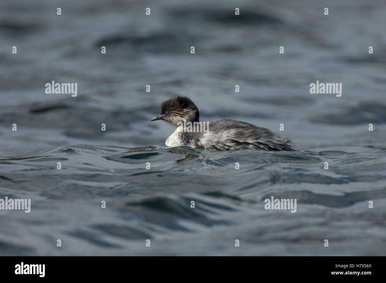 Silvery Grebe (Podiceps occipitalis), Ecuador Stock Photo - Alamy