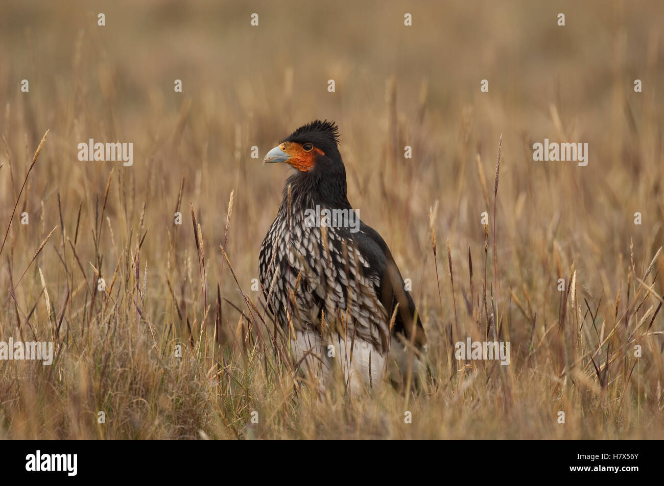 Carunculated Caracara (Phalcoboenus carunculatus), Ecuador Stock Photo ...