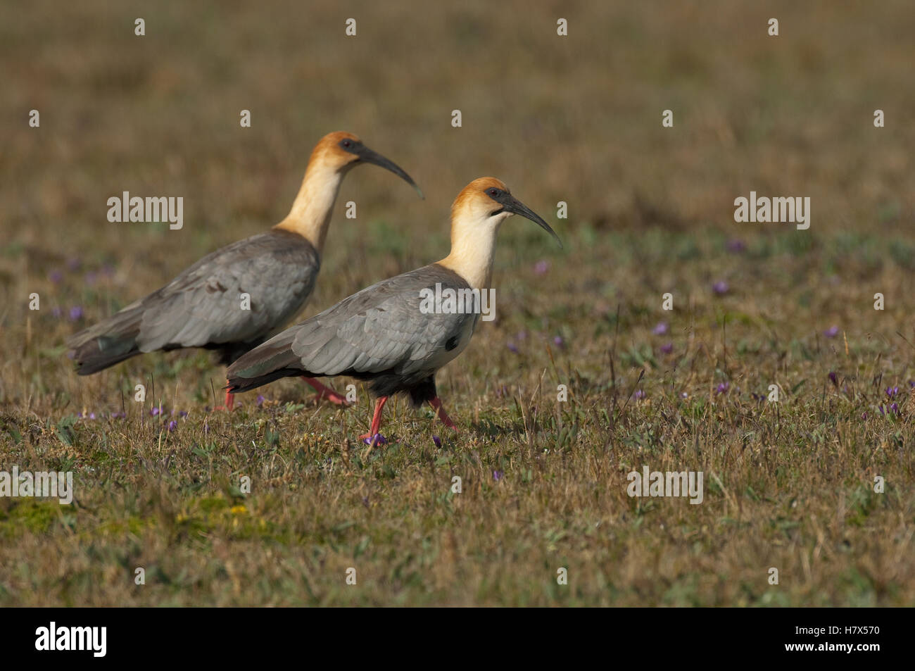 Black-faced Ibis (Theristicus melanopis) pair walking through field ...