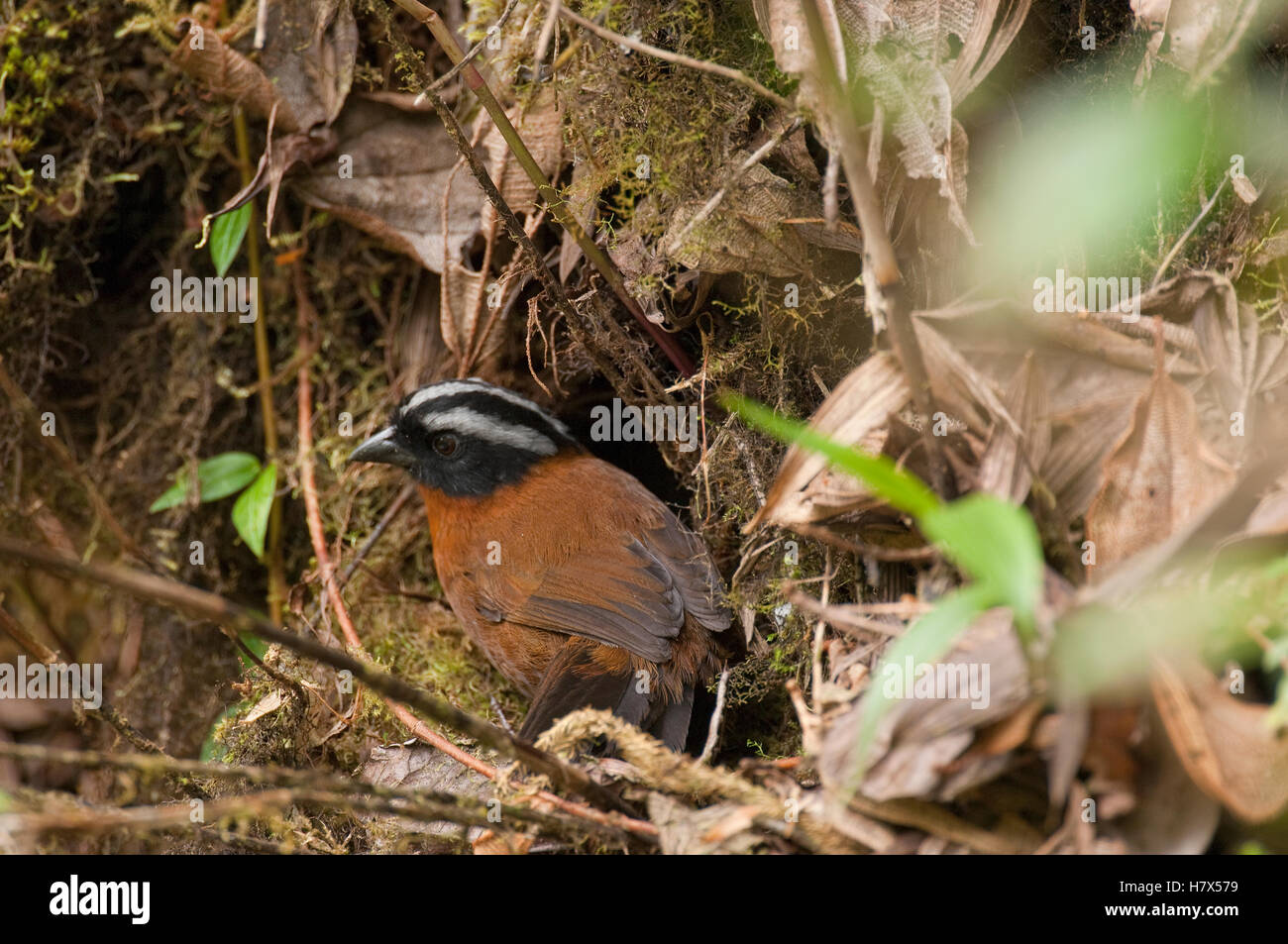 Tanager Finch (Oreothraupis arremonops) near nest, Ecuador Stock Photo ...