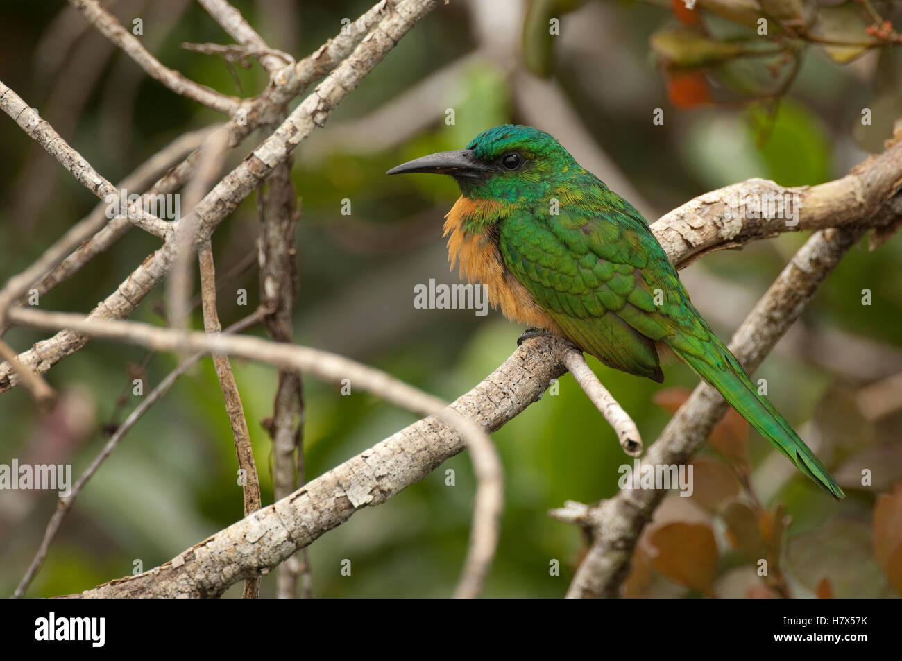 Great Jacamar (Jacamerops aureus), Ecuador Stock Photo - Alamy