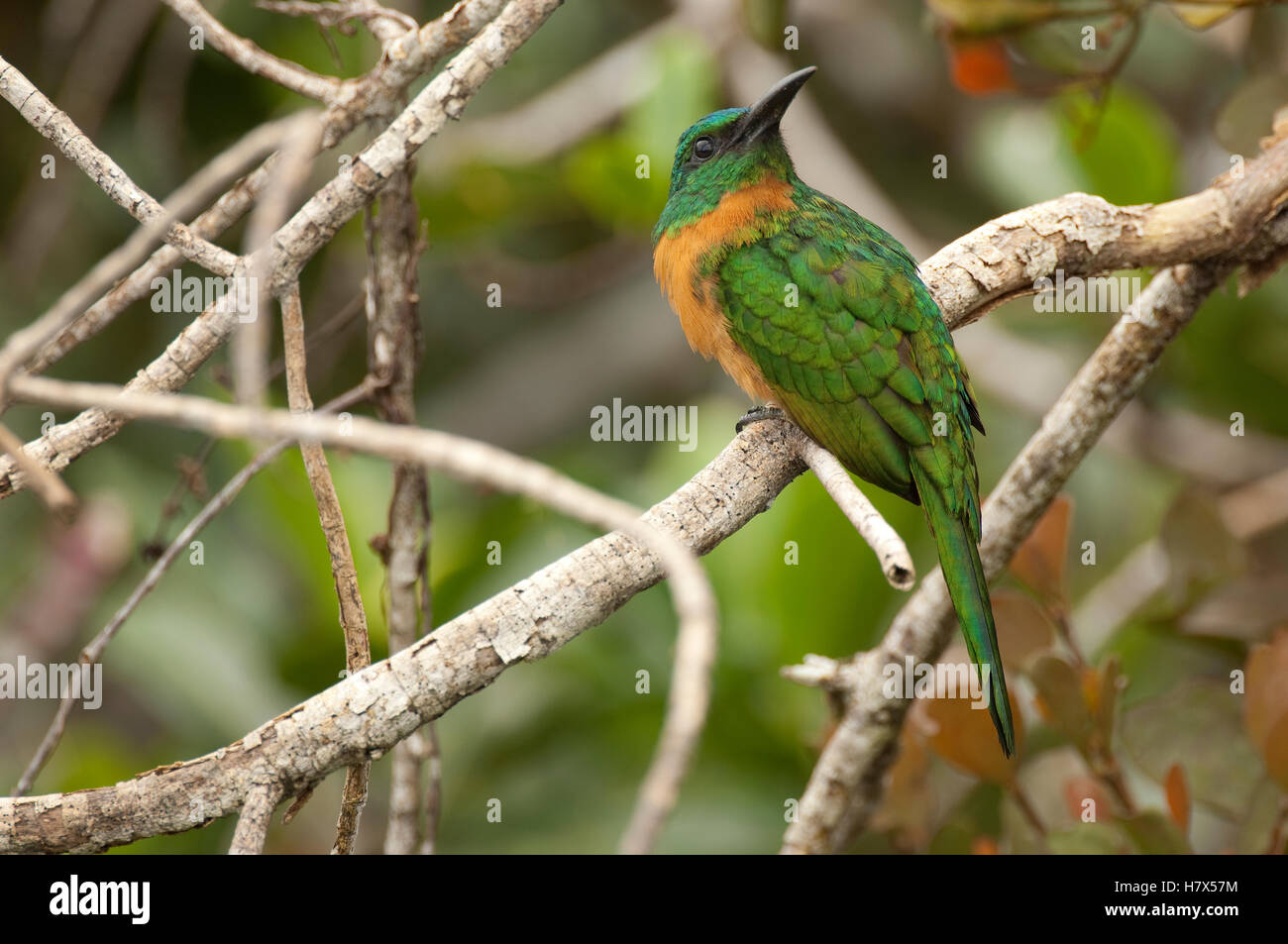 Great Jacamar (Jacamerops aureus), Ecuador Stock Photo - Alamy