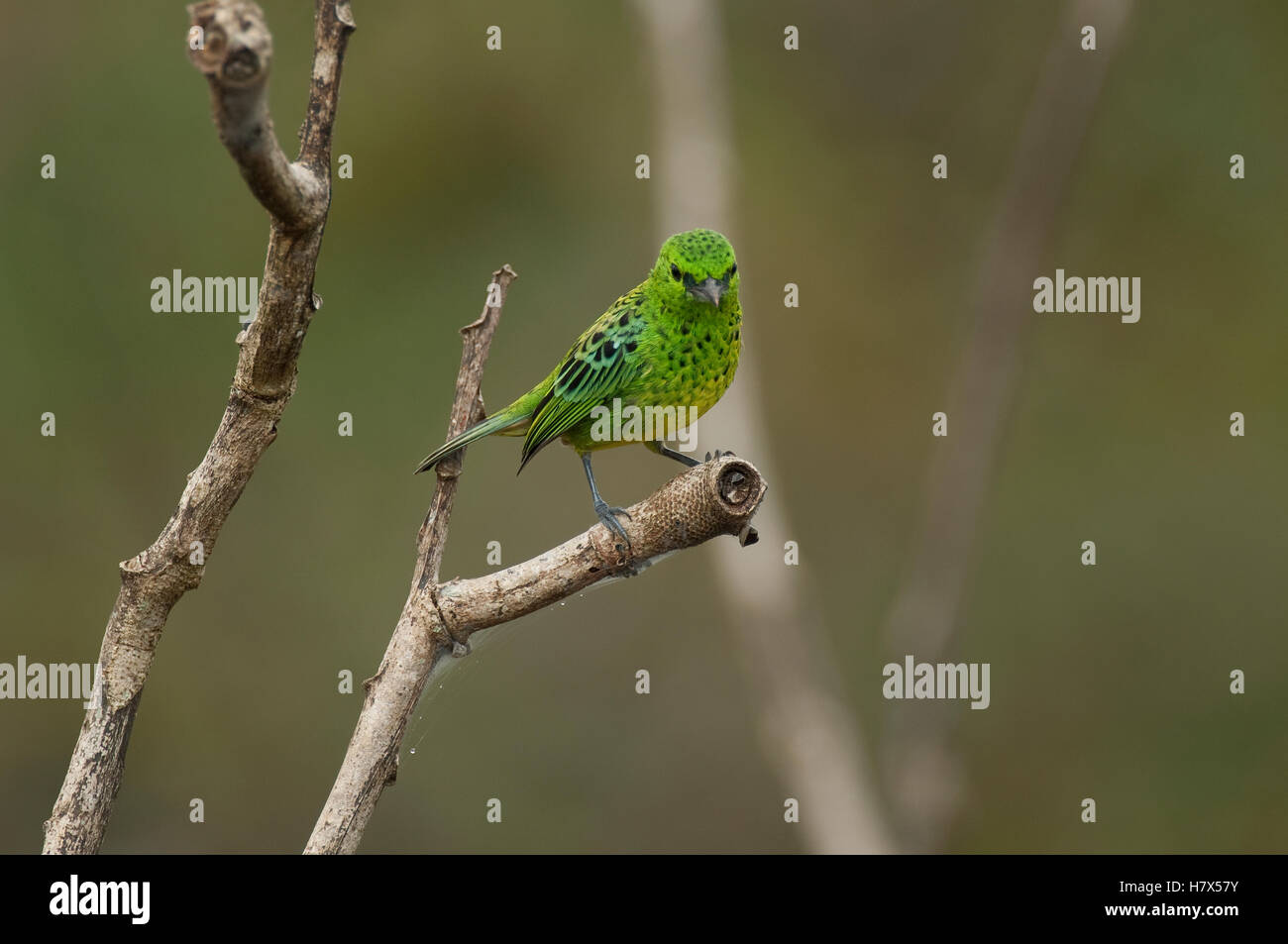 Yellow-bellied Tanager (Tangara xanthogastra), Ecuador Stock Photo - Alamy