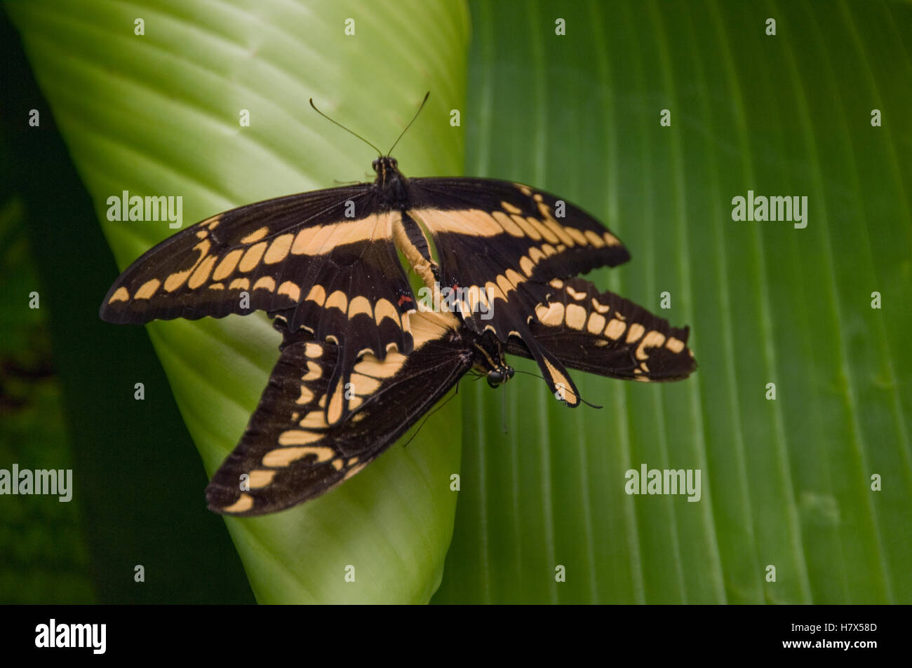 Thoas Swallowtail (Papilio thoas) butterfly pair mating, Ecuador Stock ...