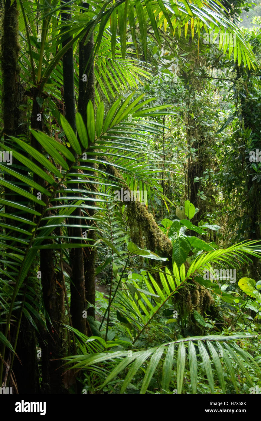 Rainforest interior showing a diversity of plants, Amazon, Ecuador ...