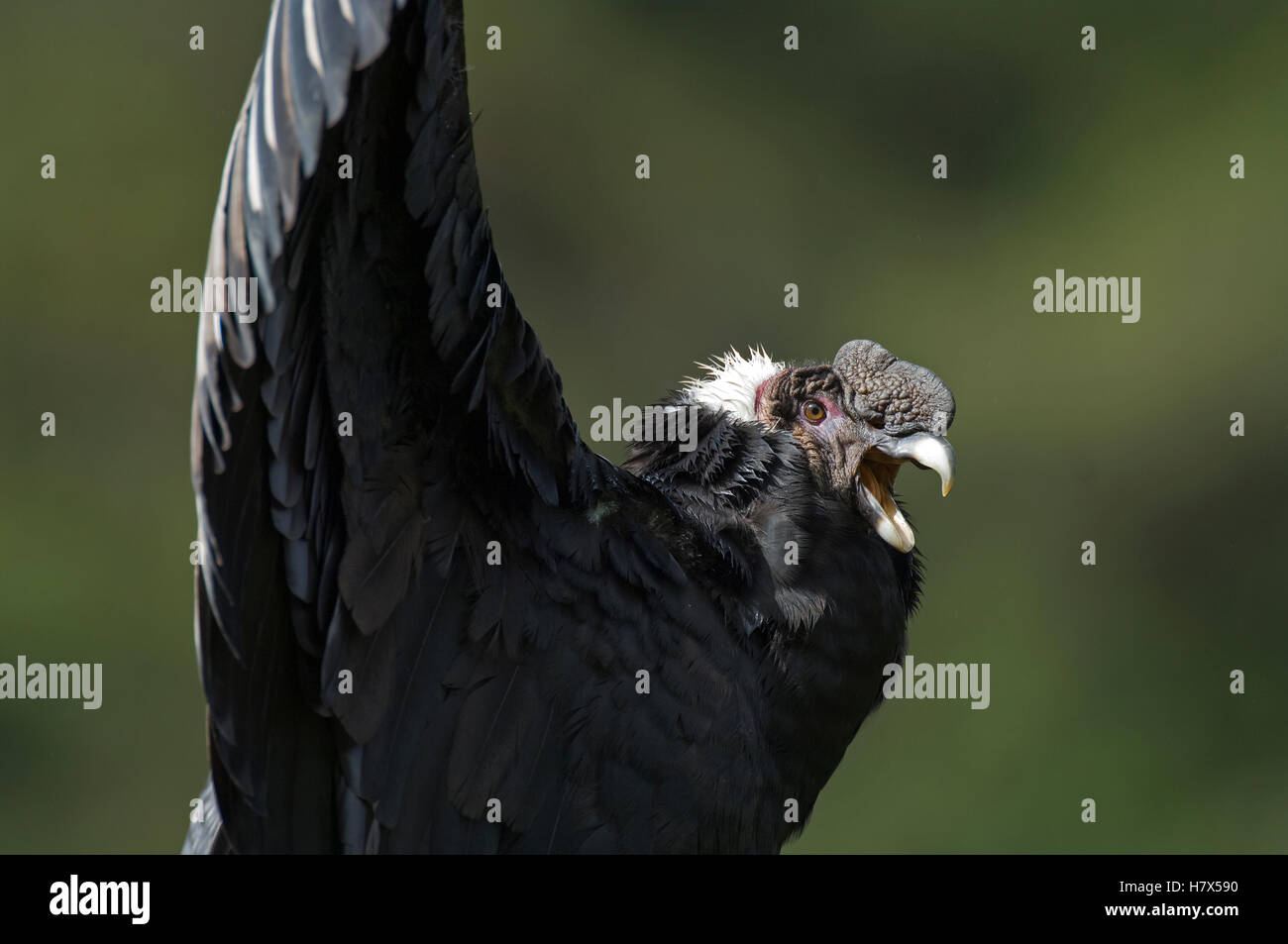 Andean Condor (Vultur gryphus) male basking, Ecuador Stock Photo - Alamy
