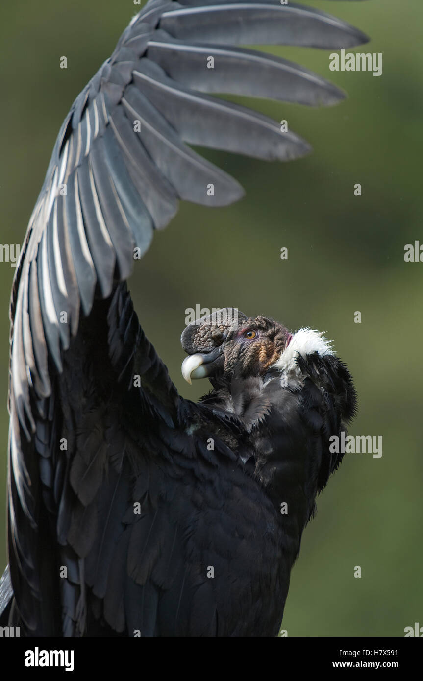 Andean Condor (Vultur gryphus) male basking, Ecuador Stock Photo - Alamy