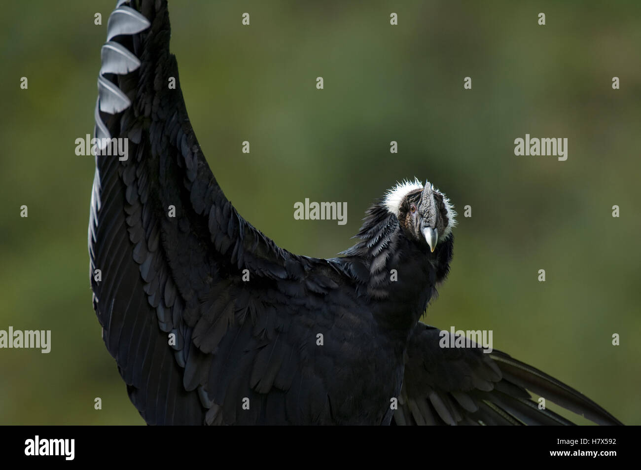 Andean Condor (Vultur gryphus) male basking, Ecuador Stock Photo - Alamy