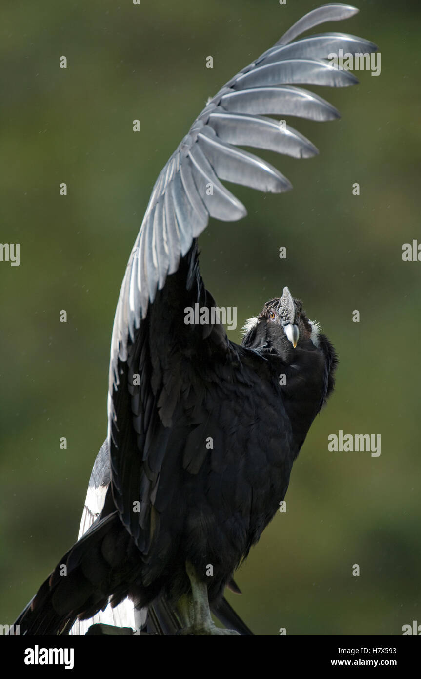 Andean Condor (Vultur gryphus) male basking, Ecuador Stock Photo - Alamy